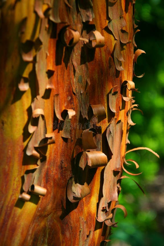 Curly Tree bark stock image. Image of leaves, park, plants - 5638753