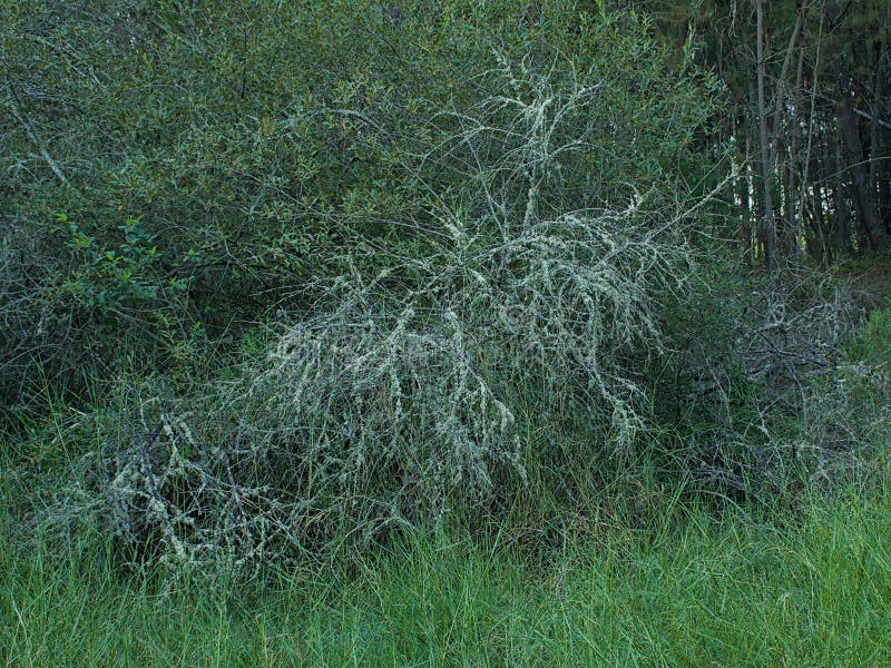 Branches Overgrown with Liches in the Forest Stock Image - Image of ...