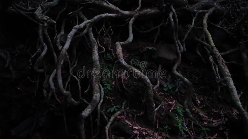 Curly tree roots stock photo. Image of leaf, plant, branch - 206012104