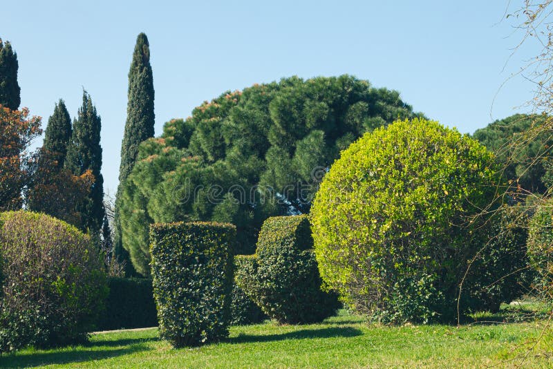 Curly Trees in the Park with Green Foliage Stock Photo - Image of plant ...