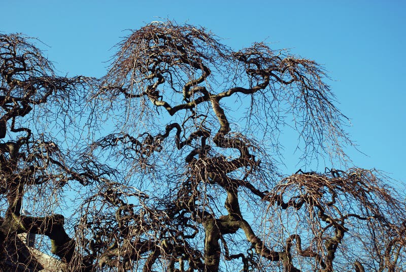 Curly trees stock photo. Image of winter, scotland, curly - 60596930