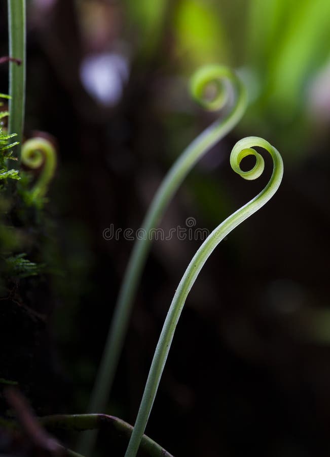 Curling Vine stock image. Image of spiral, nature, vine - 10977551