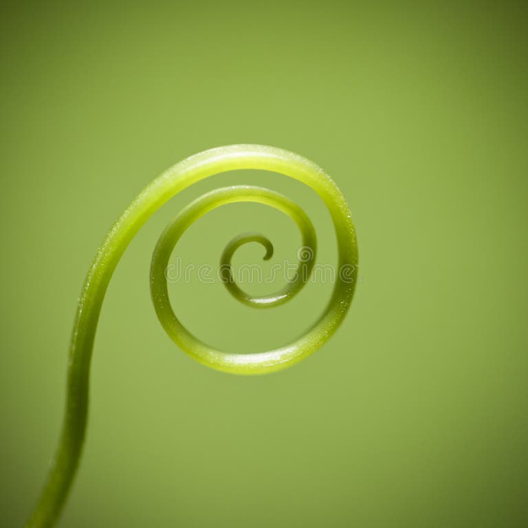 Curly vine of plant stock photo. Image of idyllic, grass - 19559716