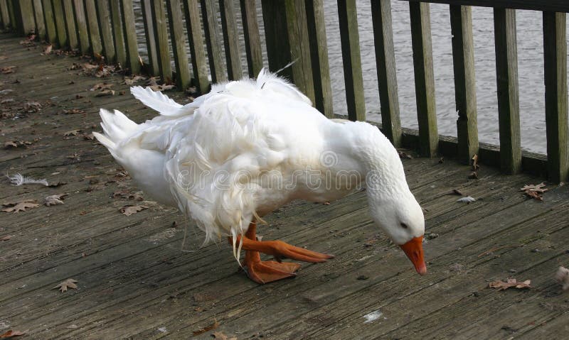 Curly white goose stock image. Image of nature, duck - 85577583