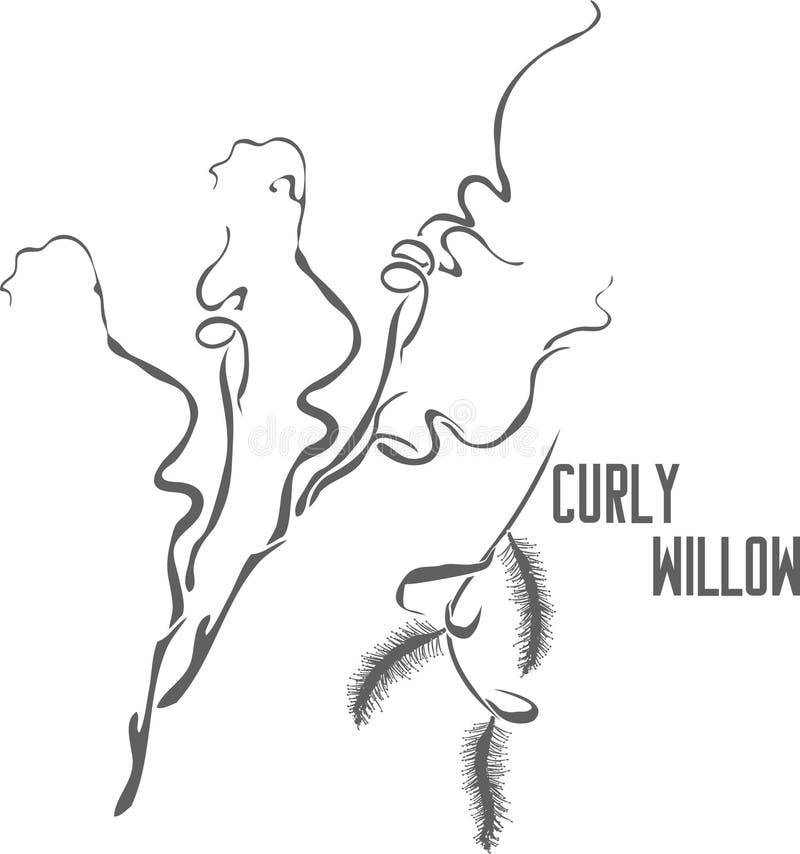 Curly Willow Branches Vector Illustration Stock Vector - Illustration ...