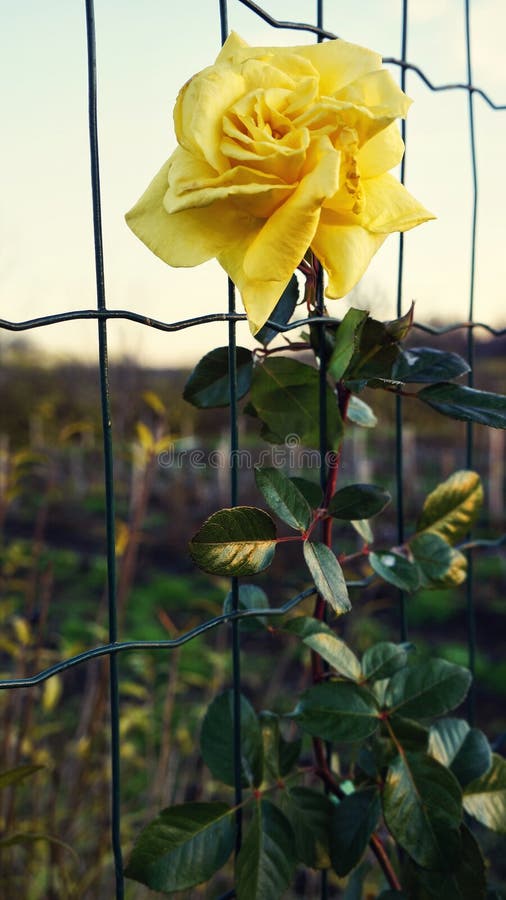 Curly Yellow Rose Flower through the Net Against the Blue Sky during ...