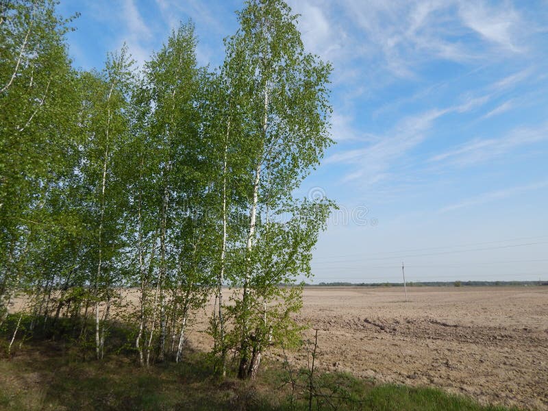 Curly Young Birch, in Early Spring. Stock Image - Image of trees, field ...
