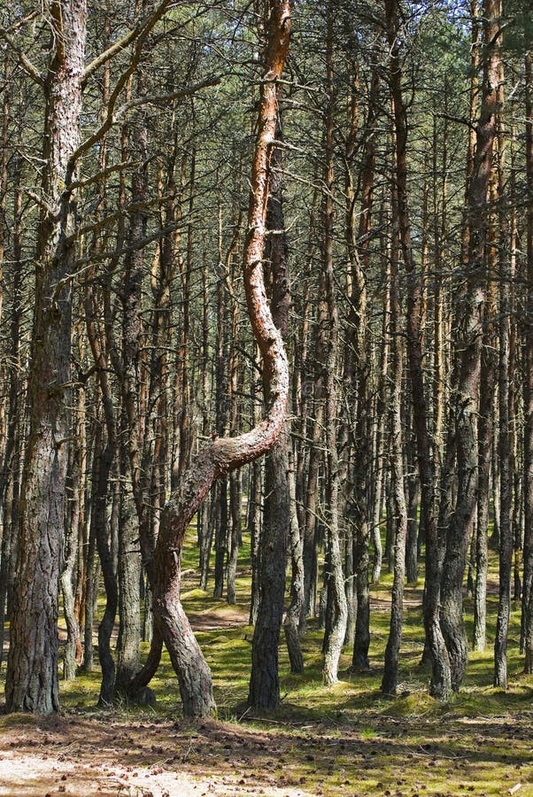Curonian Spit, Bent Trees in Natural Anomaly Stock Photo - Image of ...