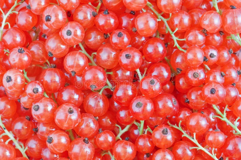Currant stock image. Image of nature, freshness, food - 10482709