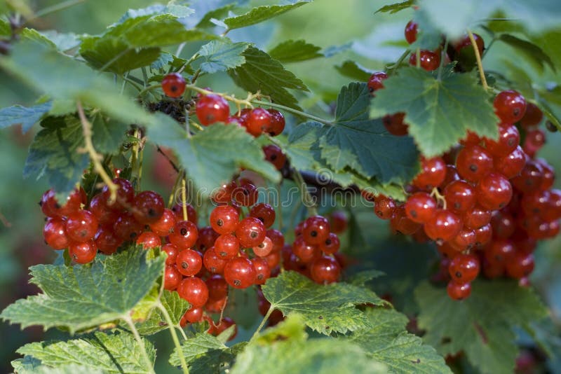 Currant stock image. Image of ecological, redcurrant - 15215983
