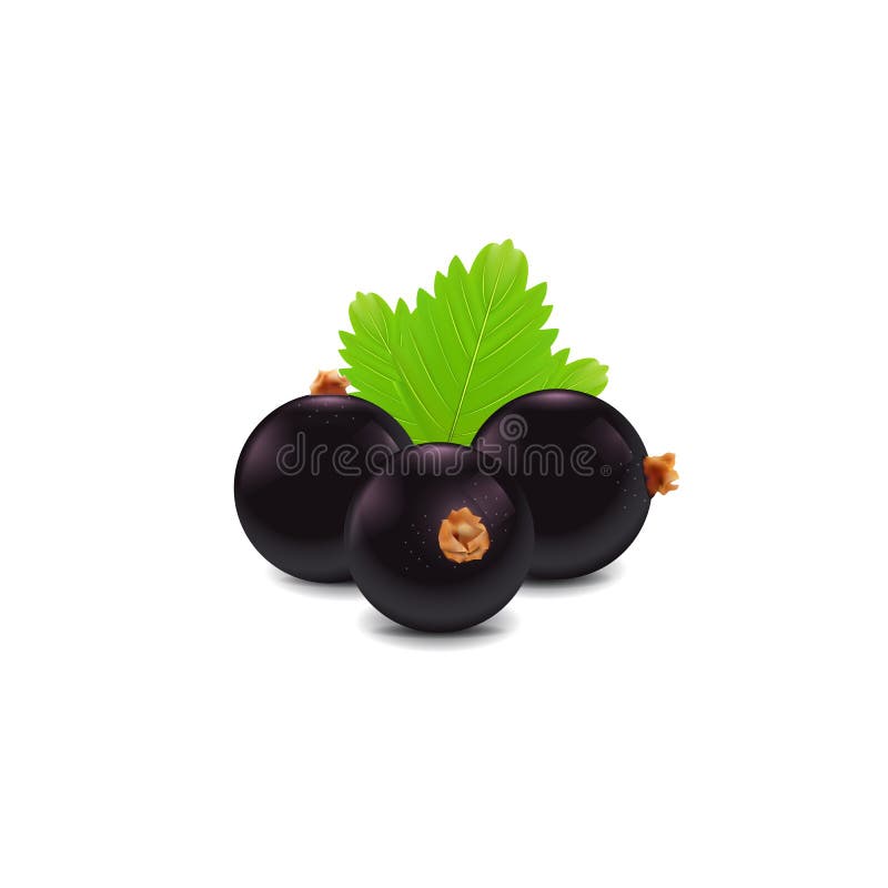 Black Currant with Green Leaf on White Background Isolated Stock Vector ...