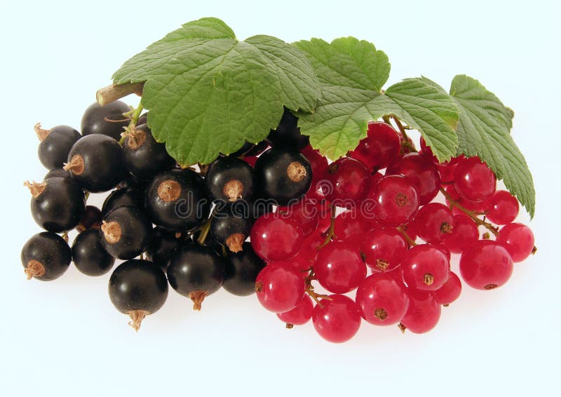 418 Cassis Berries Stock Photos - Free & Royalty-Free Stock Photos from ...