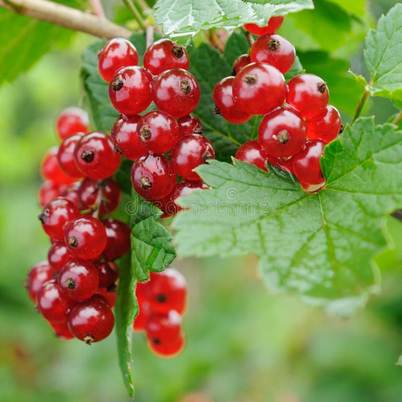 Currant stock photo. Image of garden, juicy, food, bunch - 20091980