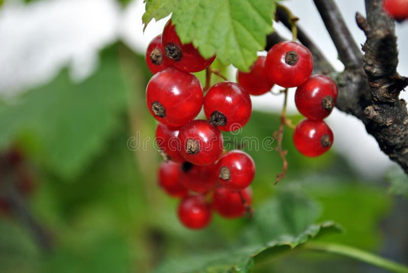 Currant stock photo. Image of sheet, juicy, cluster, edible - 20329592