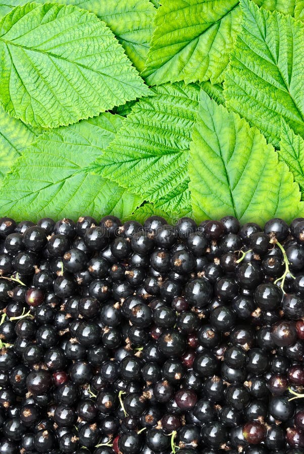 Currant Berries on the Background of Green Leaves Stock Photo - Image ...