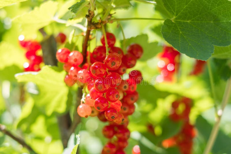 Currant Berries - Currants Bush in Garden Stock Photo - Image of season ...