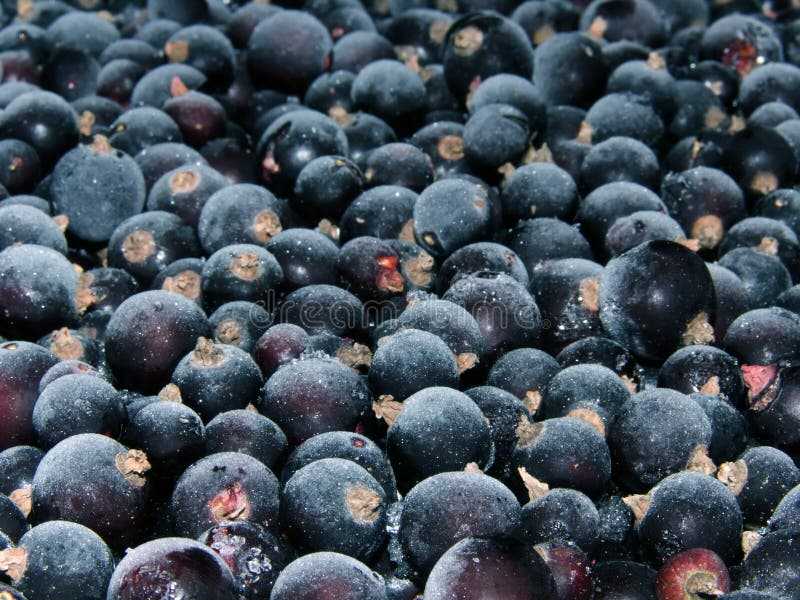 Currant berries frozen stock image. Image of plant, crystals - 7447583