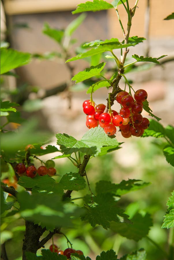 Currant Berries Grow on the Branches of a Bush Stock Image - Image of ...