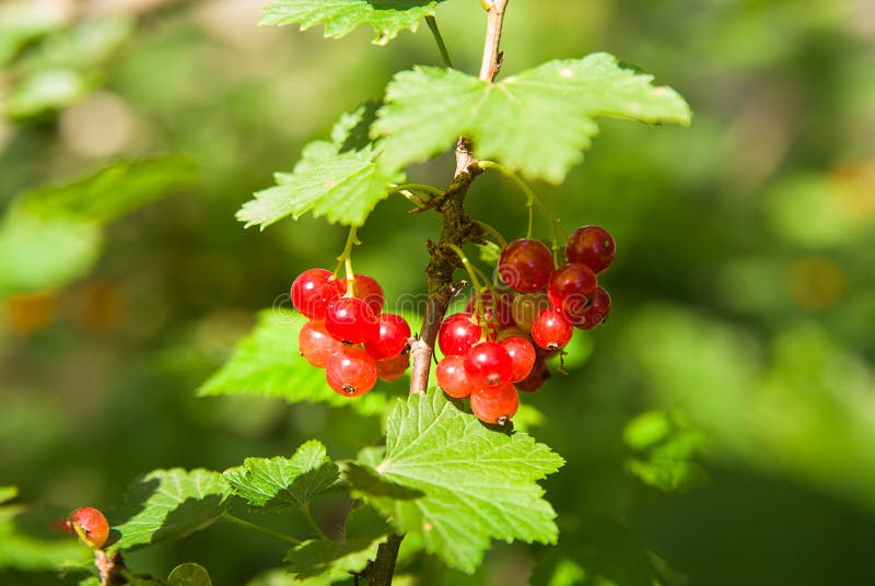 Currant Berries Grow on the Branches of a Bush Stock Image - Image of ...