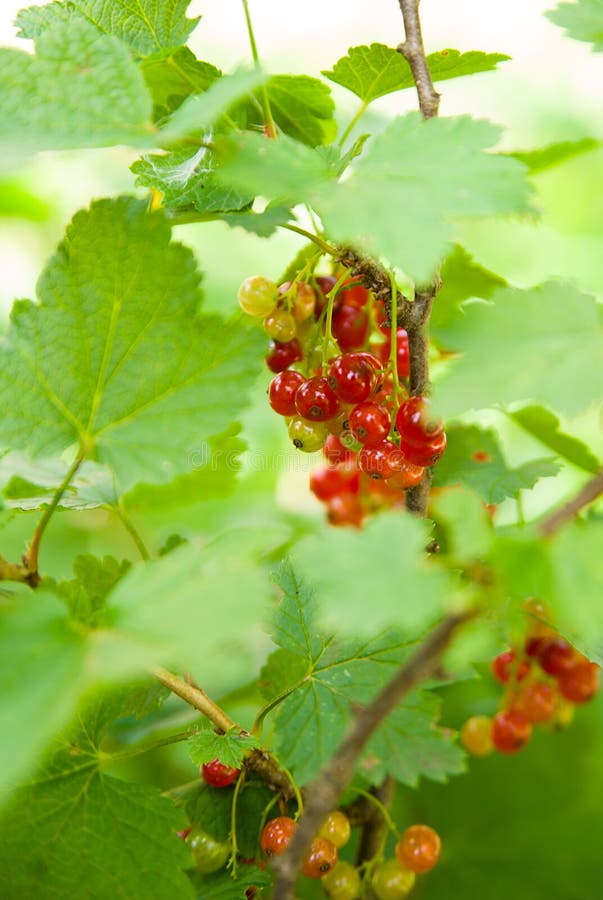 Currant Berries Grow on the Branches of a Bush Stock Photo - Image of ...