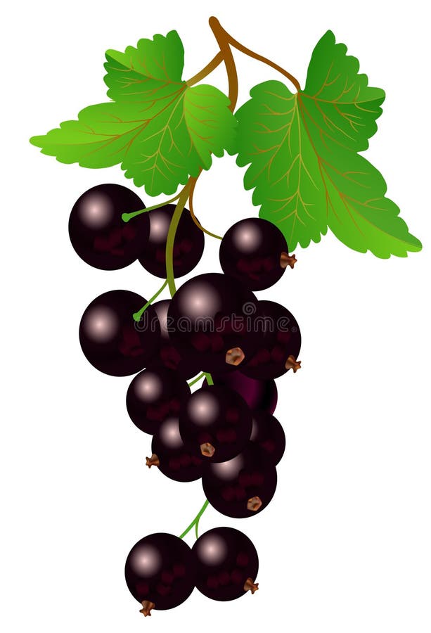 Currant Stock Illustrations – 35,150 Currant Stock Illustrations ...