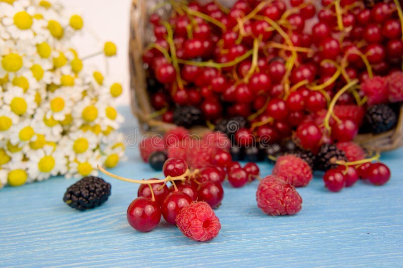 Currant Black Blue and Red in Garden Stock Photo - Image of healthy ...