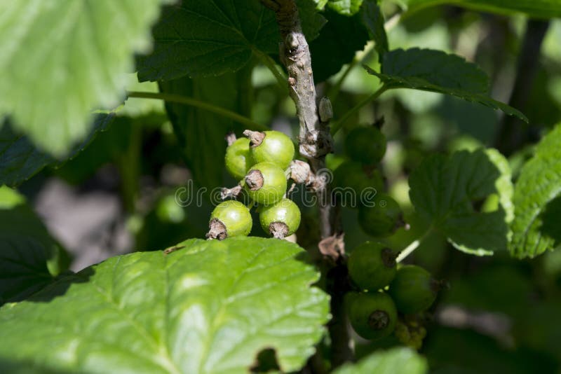 Currant on the branch stock photo. Image of organic - 149611502