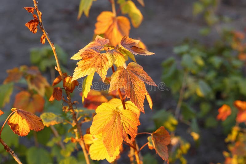 Currant Bush with Bright Yellow Foliage Stock Image - Image of orange ...