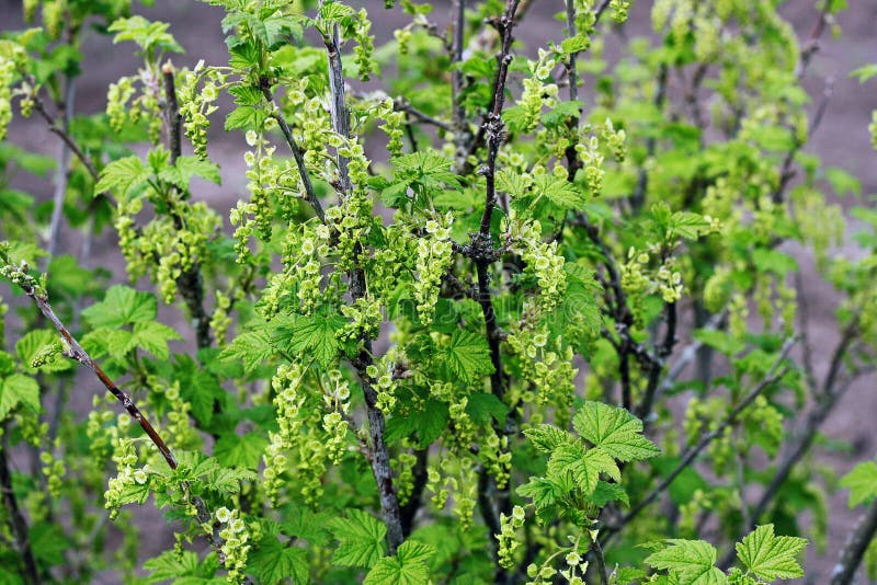 The Currant Bush with Flowers. Stock Image - Image of breeding, botany ...