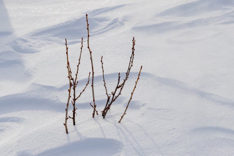 Currant Bush in the Garden Under the Cover of Snow, Winter Garden Stock ...