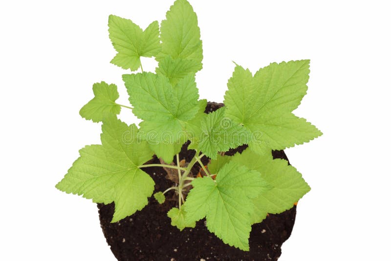 Currant Bush in the Ground. Stock Image - Image of energy, deciduous ...