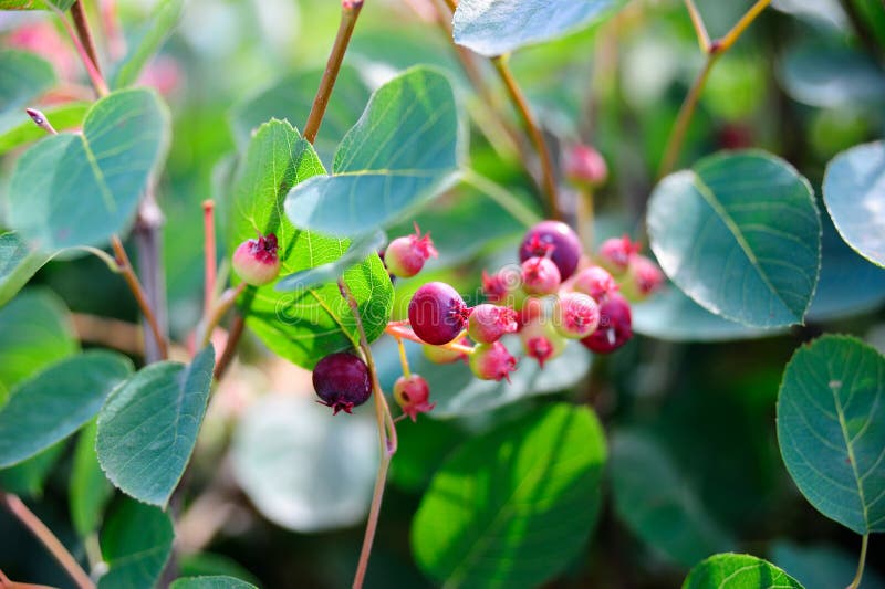 Currant bush stock photo. Image of green, currant, sunny - 41782984