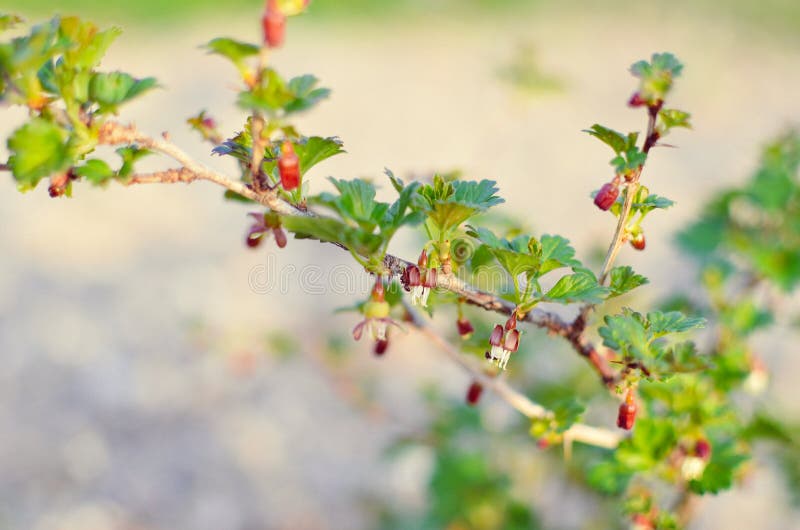 Currant Bush in Spring Garden Stock Photo - Image of growing, natural ...