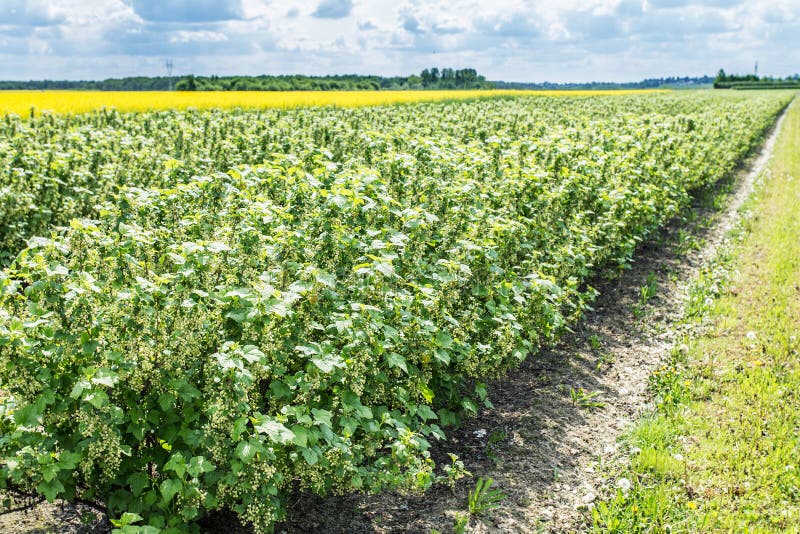 Currant Bushes on the Field. Stock Photo - Image of currant, shrub ...