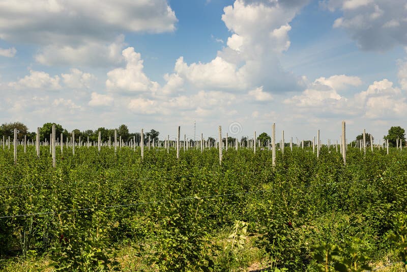 Currant Bushes Planted in Even Rows in the Field. Ecological Fruit ...