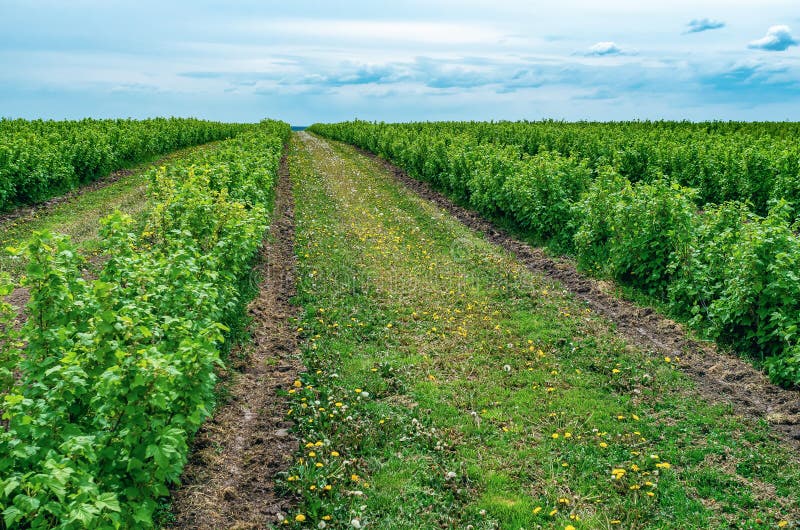 Currant Bushes are Planted in the Field in Rows. Green Berry Bushes ...