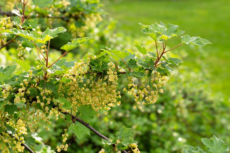 Currant Flowers on a Bush with Leaves on a Background of Greenery Stock ...