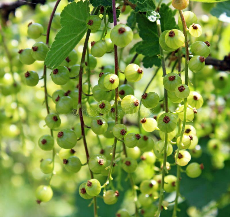 Currant stock image. Image of limpid, fruit, plant, cultivated - 31316303