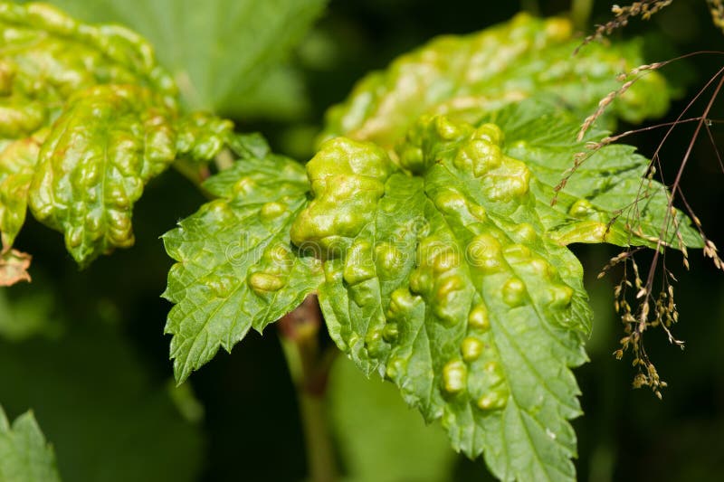 Currant Leaf Infested with Aphids on Sunny Summer Day with Green ...