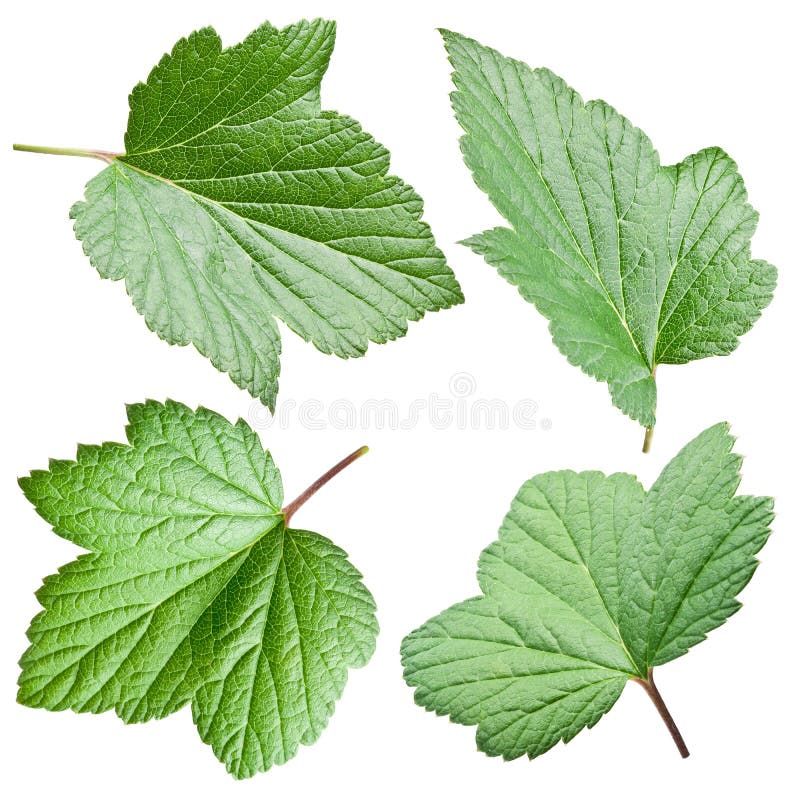 Currant leaves. stock photo. Image of plant, closeup - 32030044