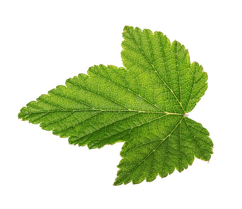 Currant Leaves Isolated on White Stock Image - Image of white ...