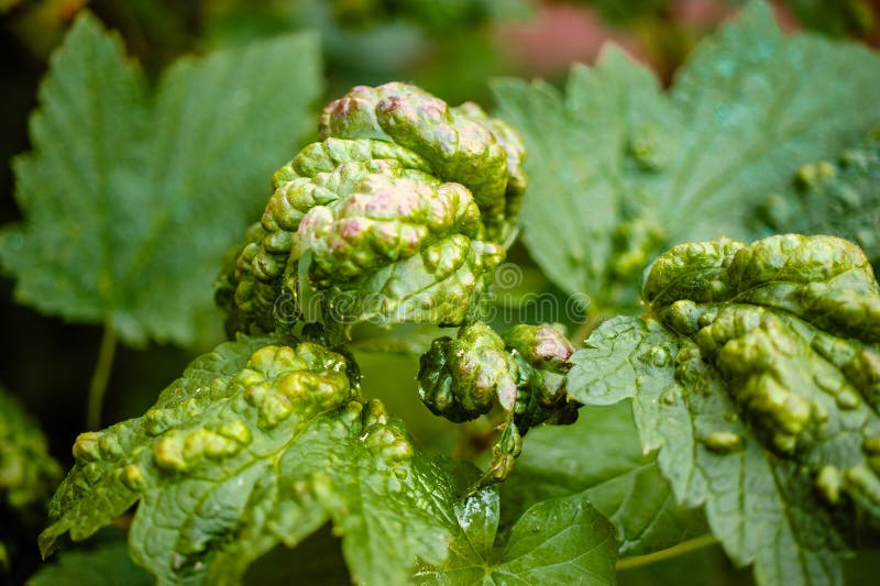 Currant Leaves Show Signs of Disease with Unusual Growth Patterns and ...
