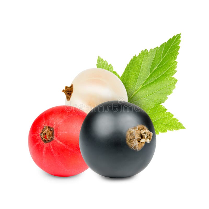 White Currant Slice and Leaf Collection Stock Photo - Image of piece ...