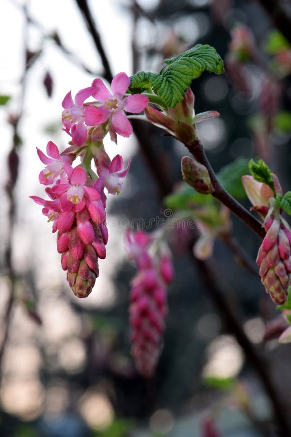 Currant Pink Blossoms 06 stock image. Image of wildflower - 230840601