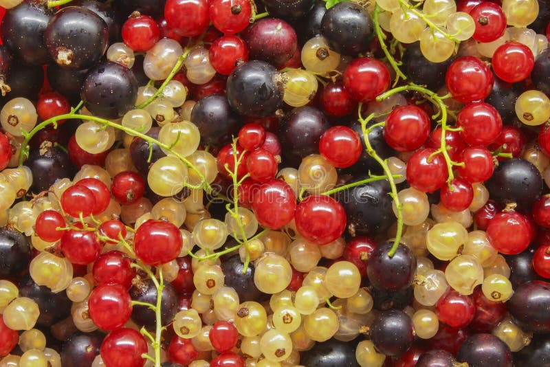 Currant stock image. Image of bright, leaf, currant - 102779301