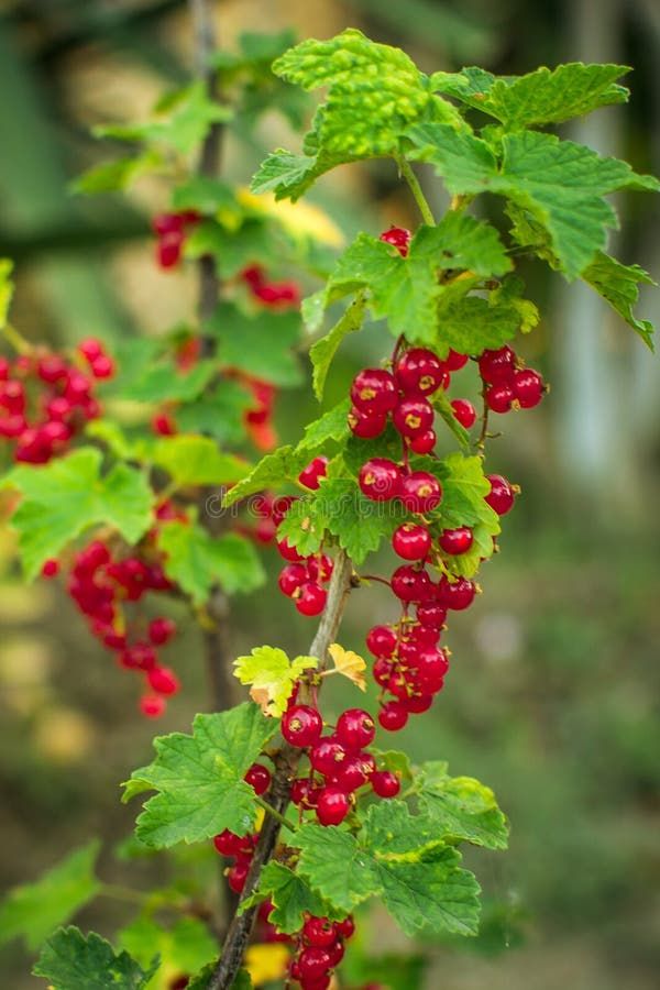 Currant stock photo. Image of berries, healthy, currant - 193886620