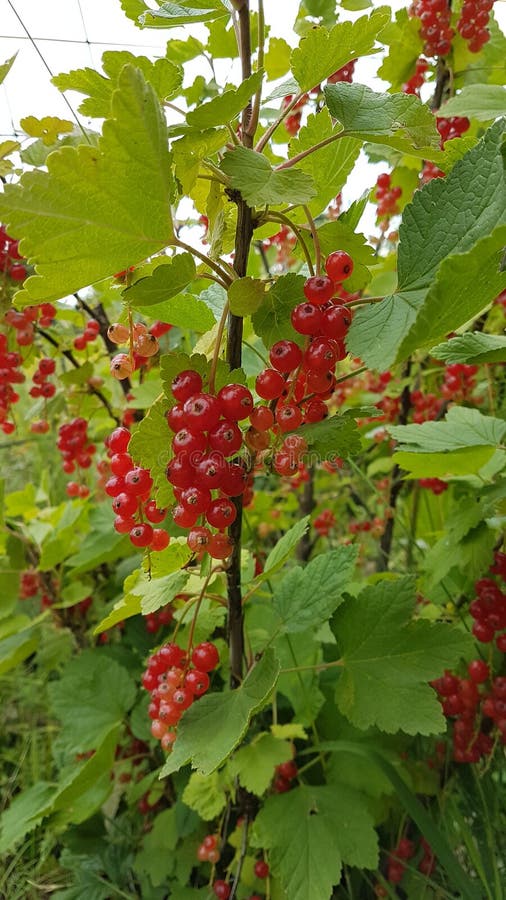 Currant stock image. Image of nature, currant, tree - 120305567