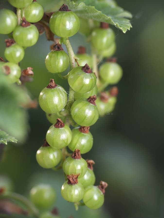 Currants stock image. Image of gathering, shrubs, currants - 13024781