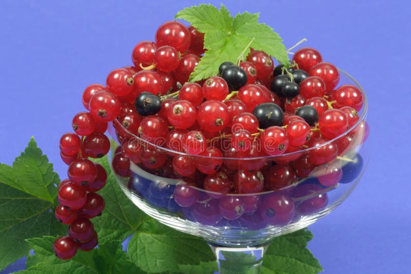 Currants stock image. Image of leaf, currant, healthy - 14127289