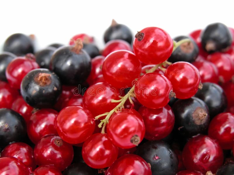 Currants stock photo. Image of currants, close, vitamins - 165296